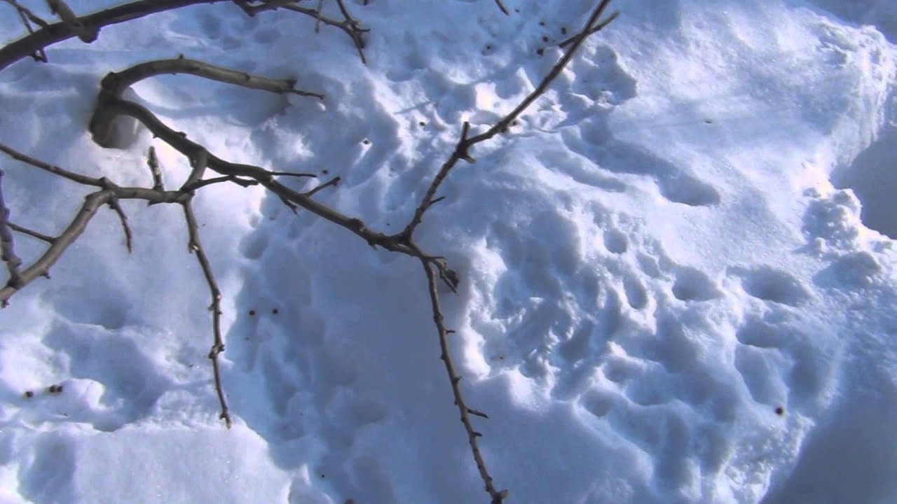 Rabbit Damage to fruit trees - YouTube