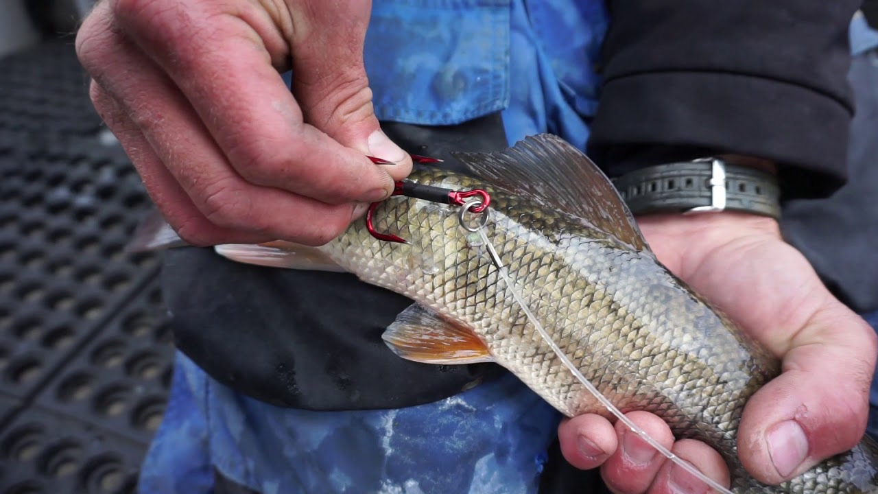 HOW TO RIG SUCKERS FOR MUSKIES - YouTube