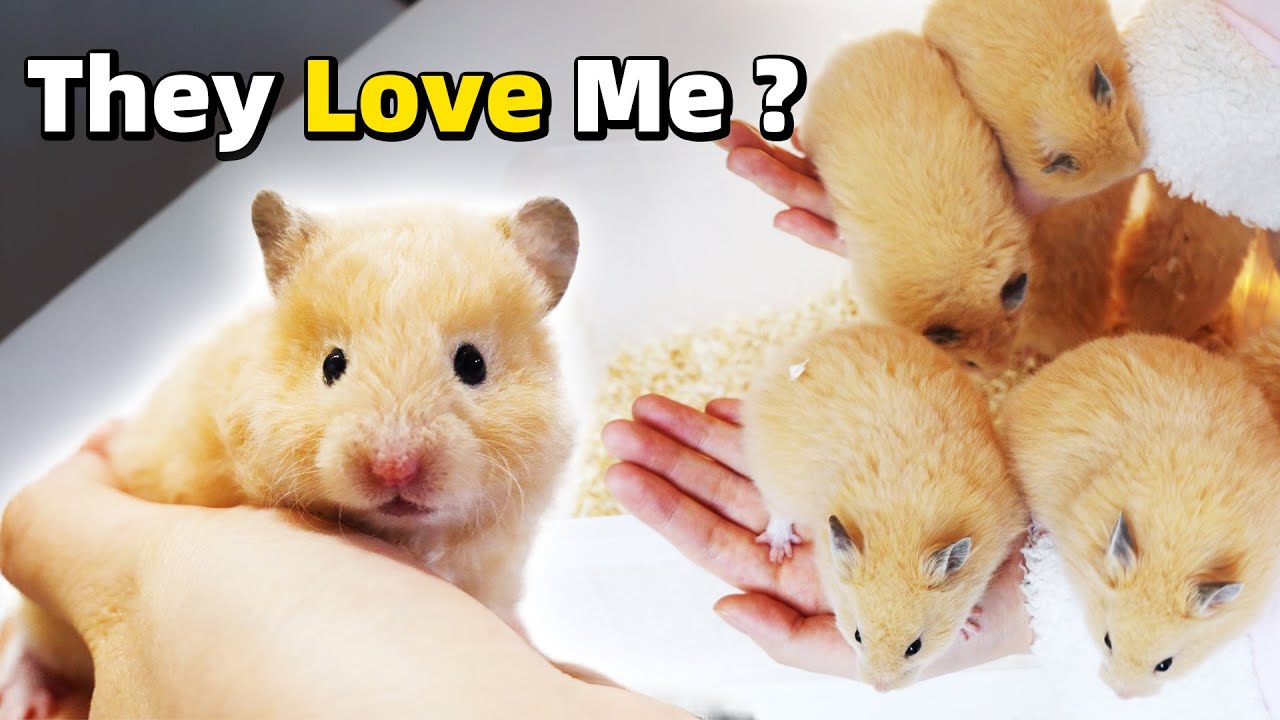 How Friendly Are My Hamster Babies? - YouTube