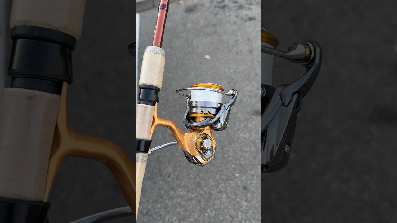 Daiwa TD Sol MQ 4000DC Line: Tasline 20lb braid rod: Shimano Raider 7’6 ...