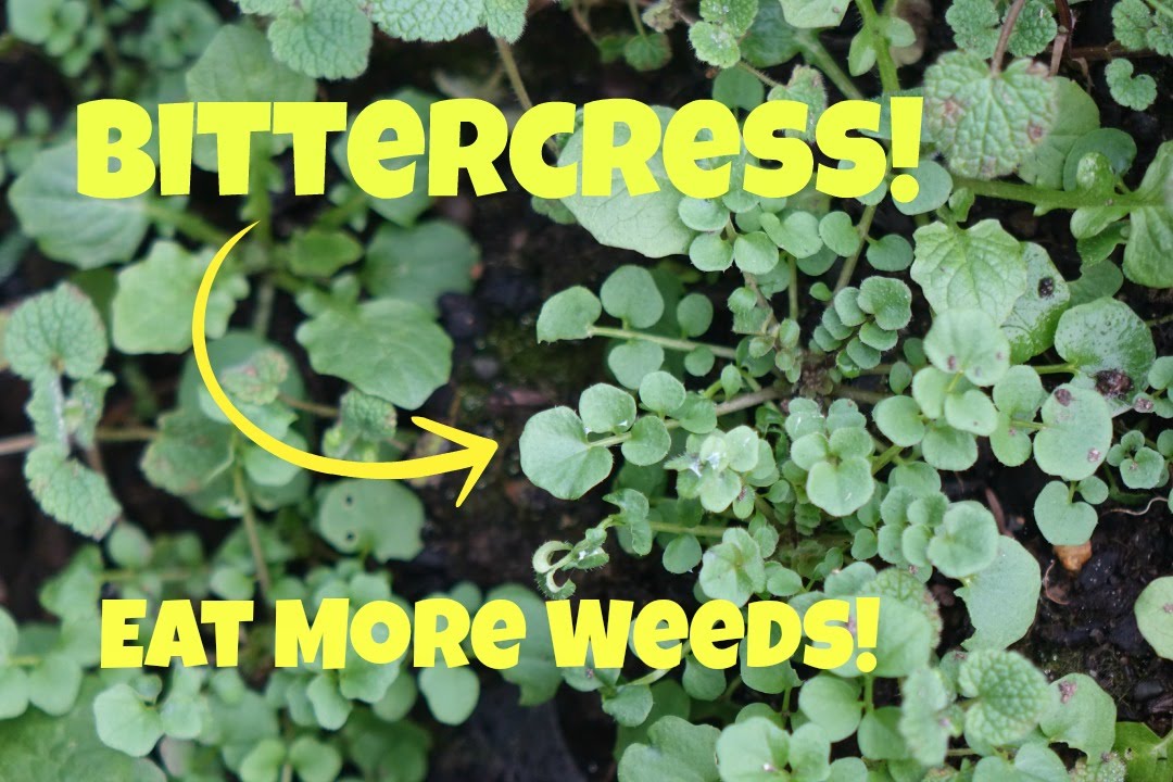 Bittercress! Eat More Weeds! - YouTube