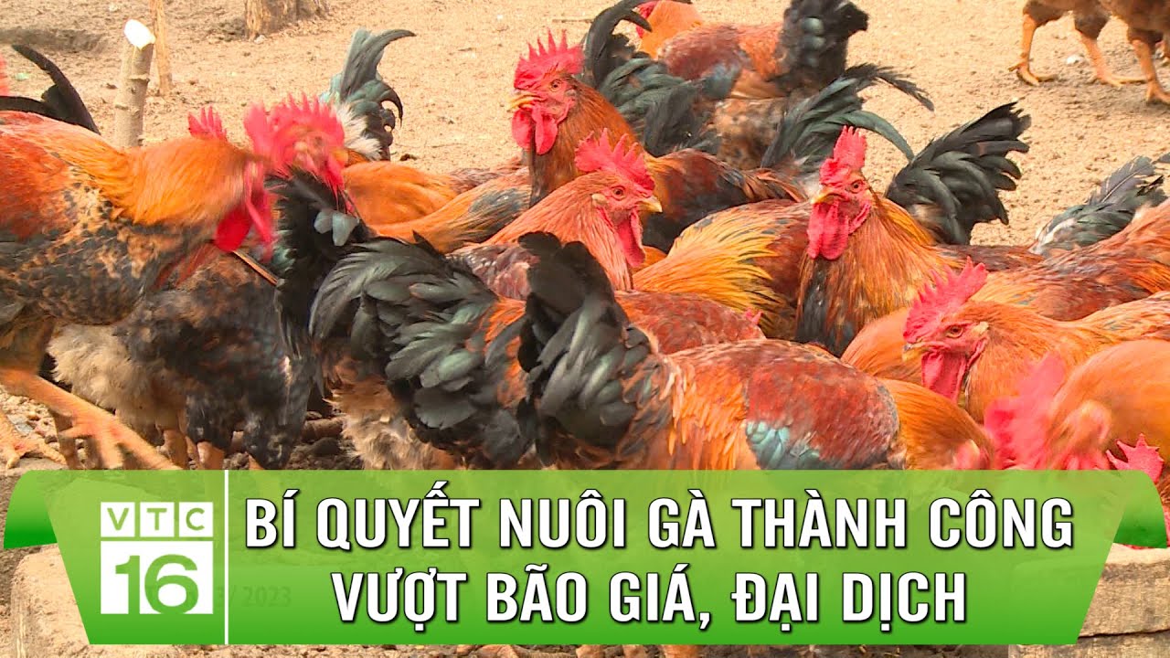 Bí quyết nuôi gà thành công vượt bão giá, đại dịch | VTC16 - YouTube