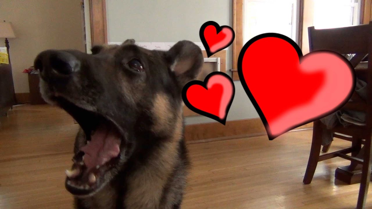 Giving the German Shepherd a Hug - YouTube