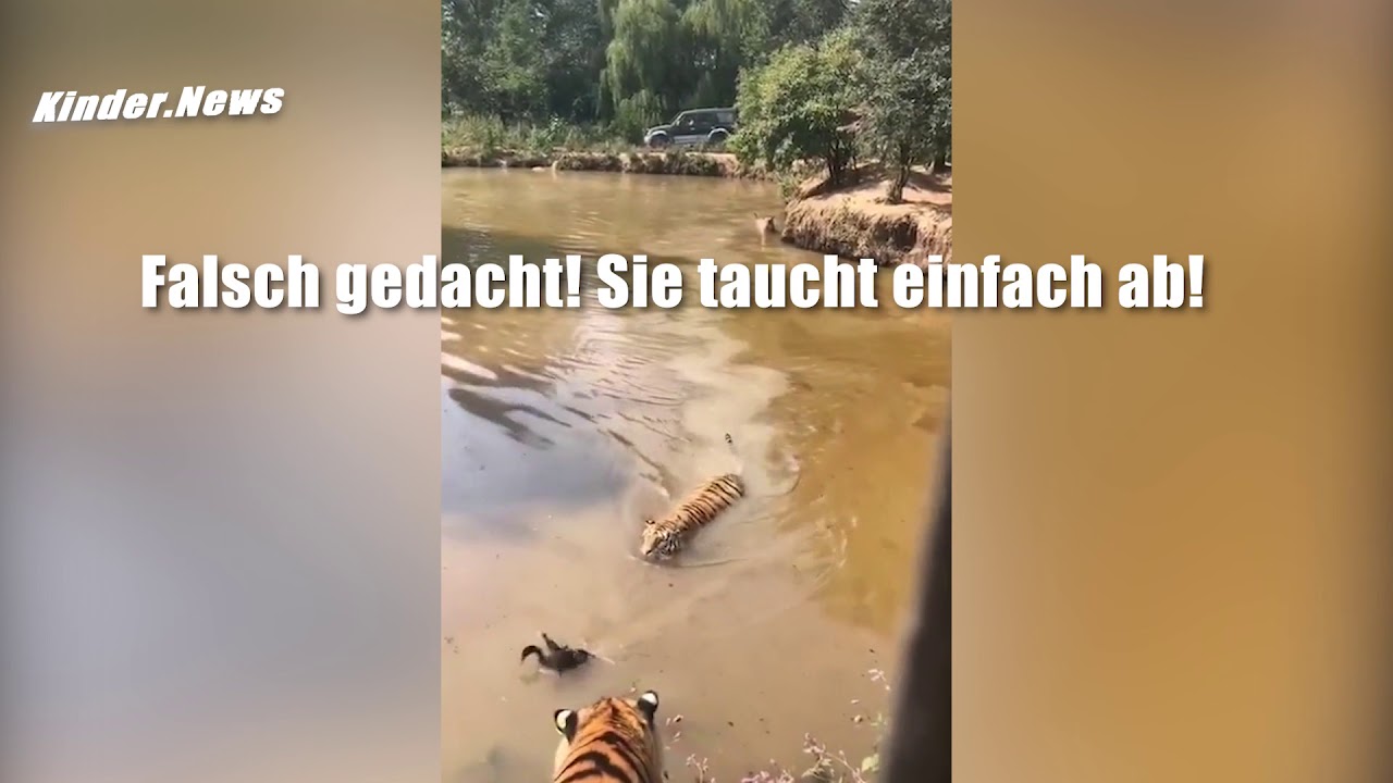PECH gehabt TIGER - ENTE trickst Raubkatzen aus - YouTube
