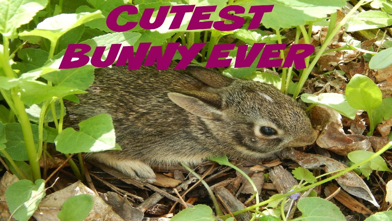 The Cutest Bunny Ever - YouTube