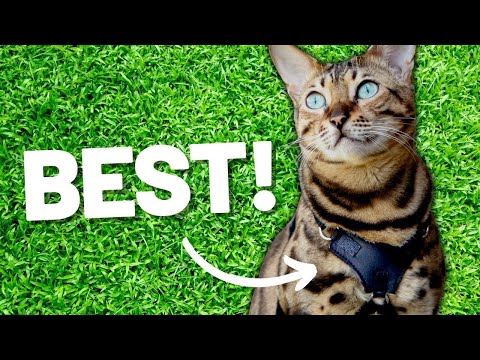 The Search is Over - I Found the Best Cat Harness for Your Cat!