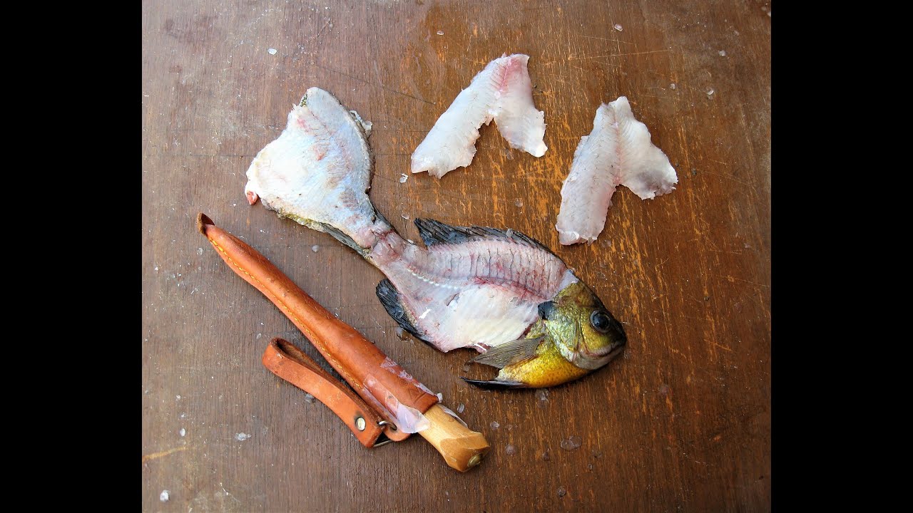 BLUEGILLS TO THE KNIFE!...Basic filleting techniques. - YouTube