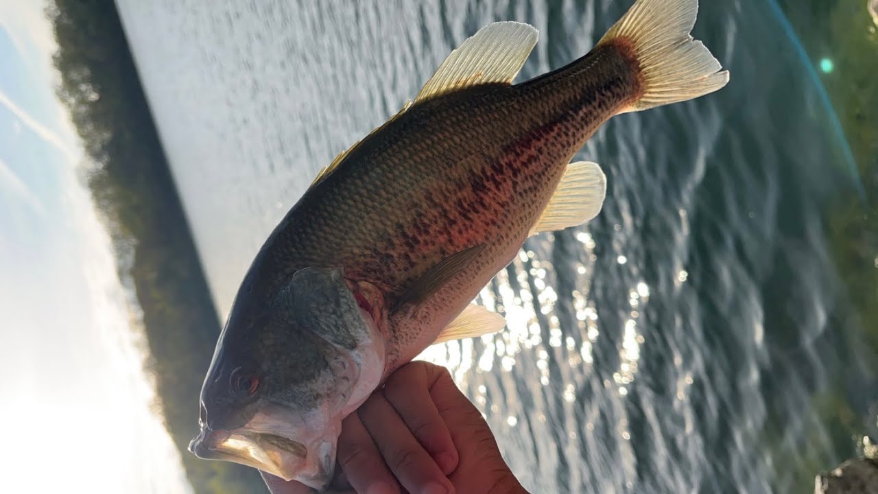 Quarry Lake Bass Fishing! Monster bass! Racine Wisconsin Large mouth ...