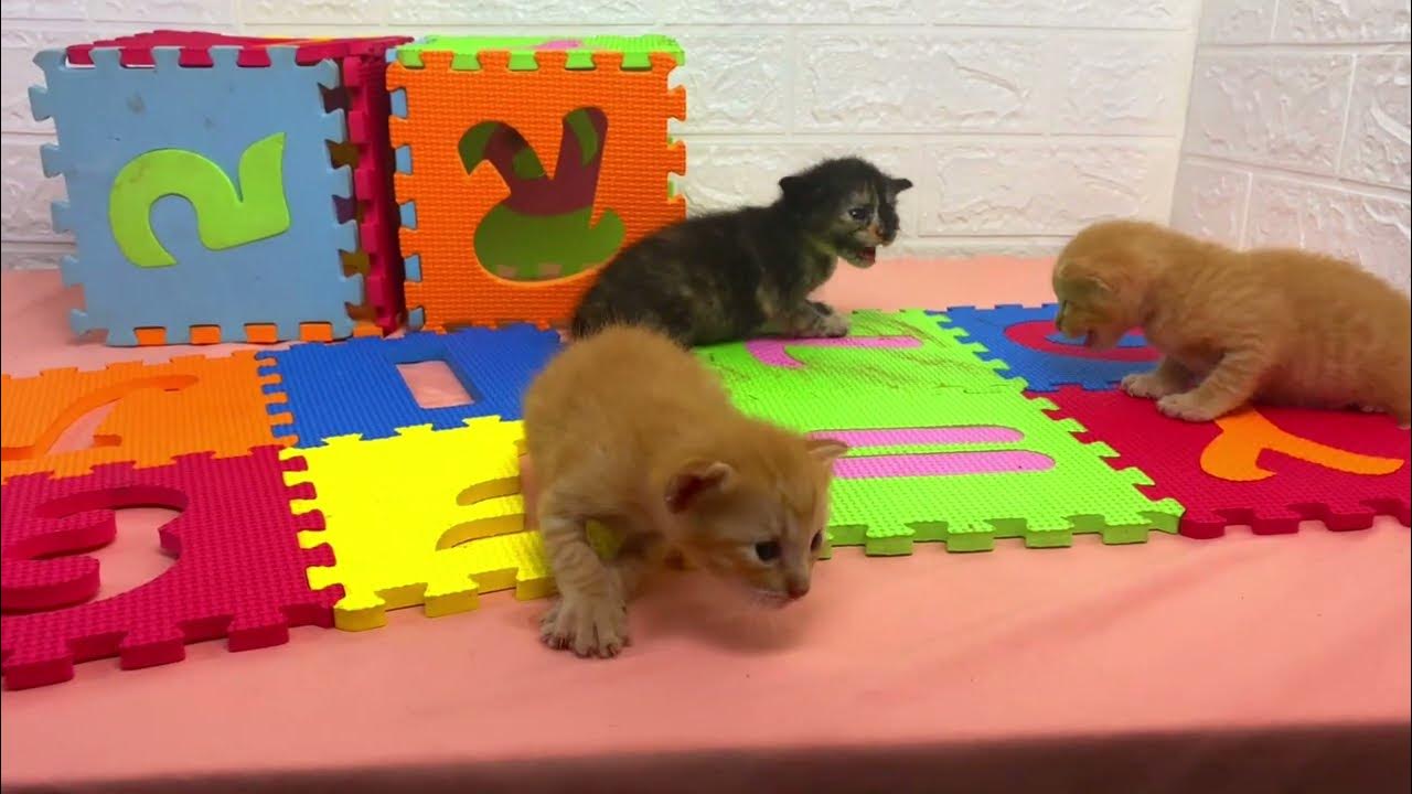 Kucing Lucu Sedang Bermain || Three Little Kittens || Tiga Anak Kucing - YouTube