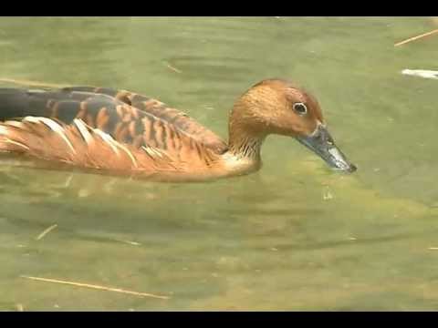 Iguaza común- Dendrocygna autumnalis - YouTube