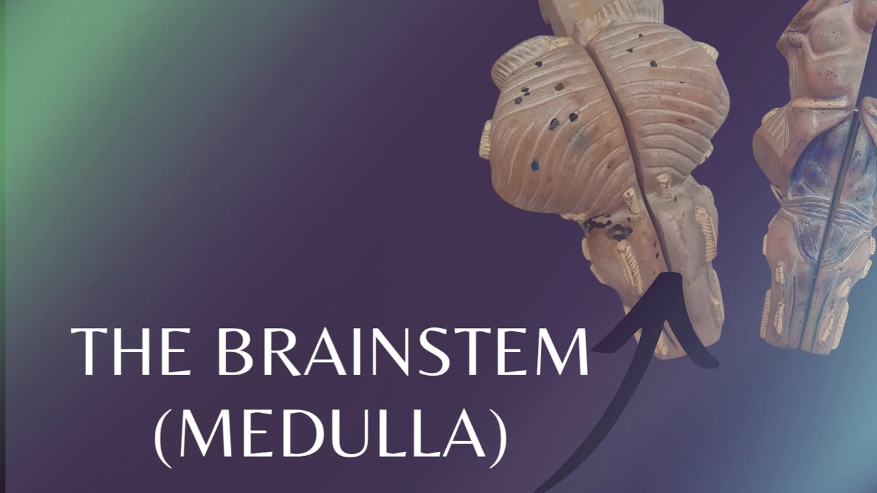 The Brainstem - Medulla | External features of Medulla - YouTube