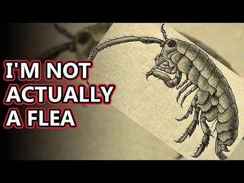 Sand Flea facts: actually a crustacean  | Animal Fact Files