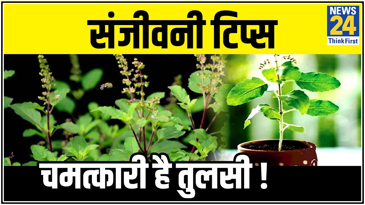 Sanjeevani: डॉ. प्रताप चौहान से जानिए तुलसी के पत्ते कैसे दूर करेंगे हर ...