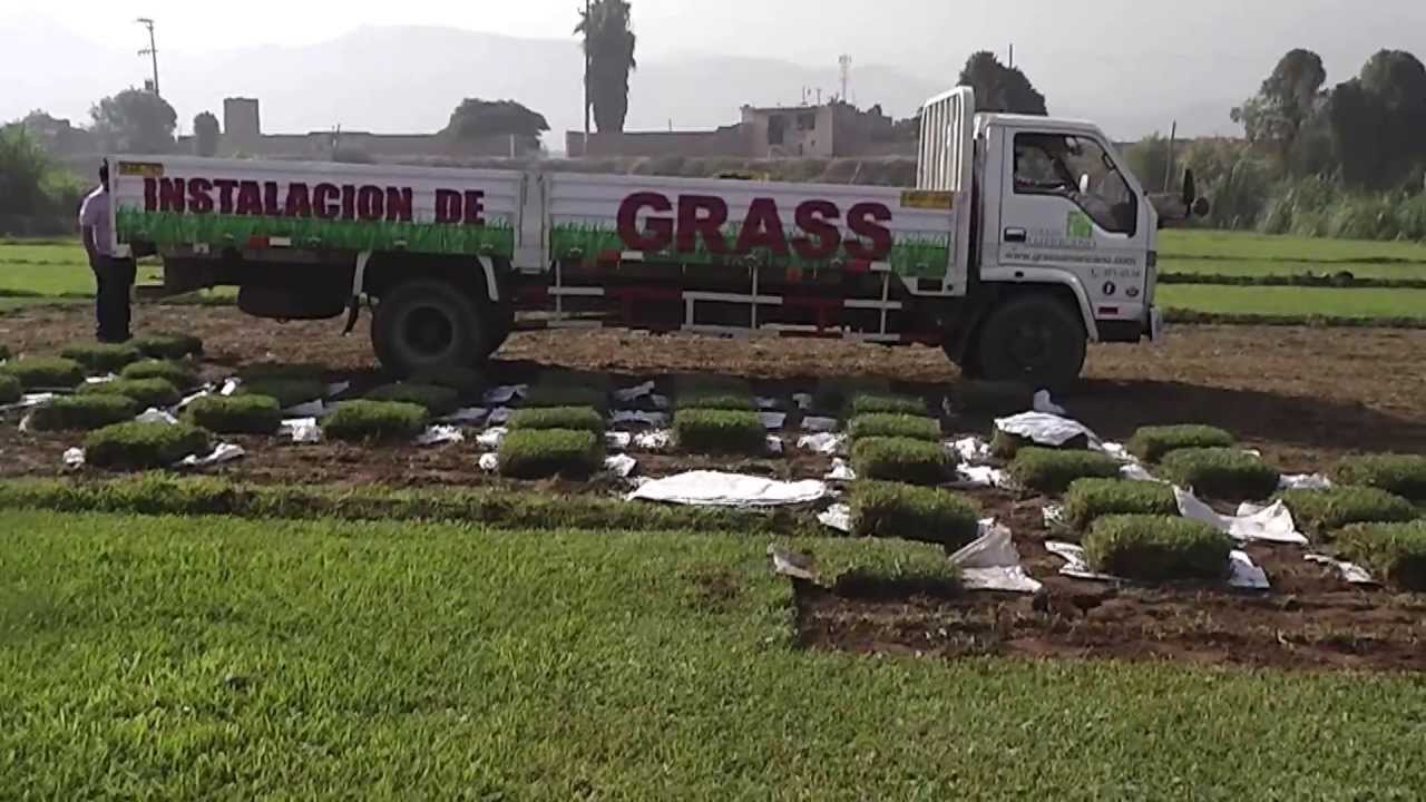 como poner pasto natural - YouTube