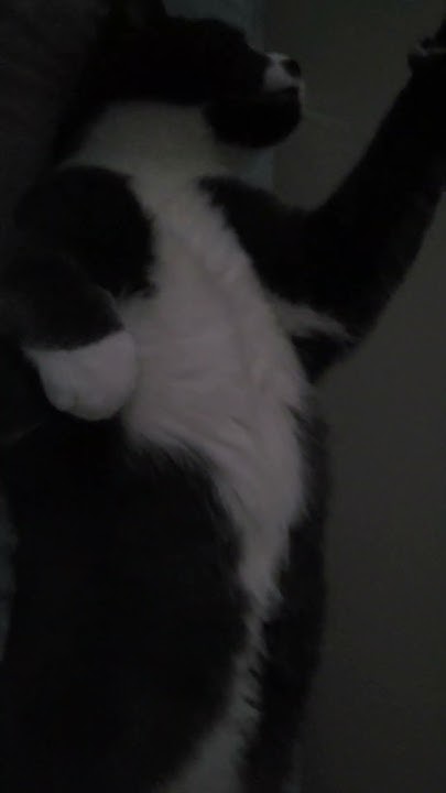 Frankie coming down from the catnip - YouTube