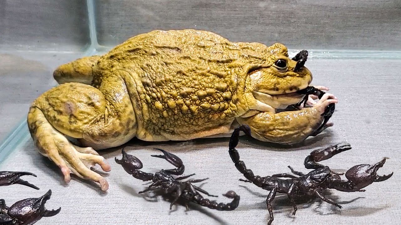 Asian Giant Bullfrog Big Eats Scorpion! Asian Bullfrog Live Feeding ...