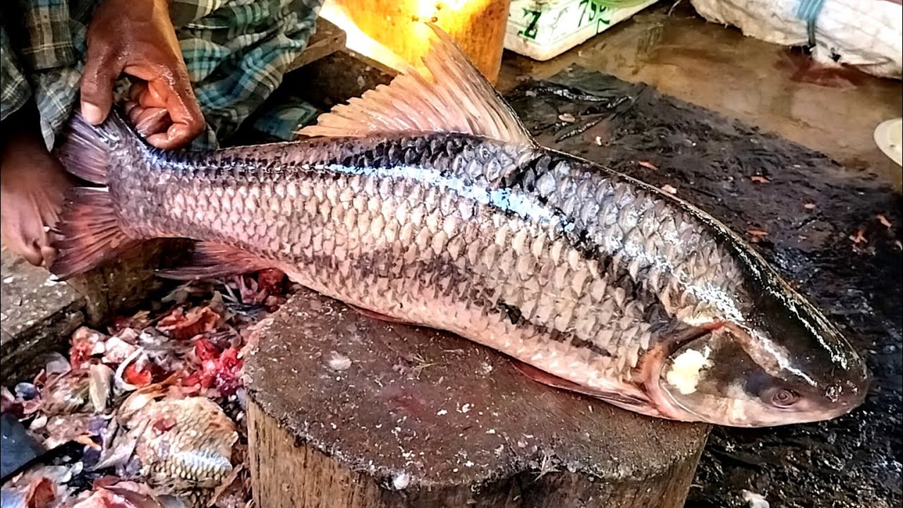 rohu fish cleaning cutting fast||5 kg rohu fish cutting||how to cut ...