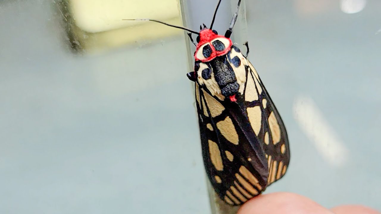 Watch beetles, wasps and different beautiful moths at night attracted ...