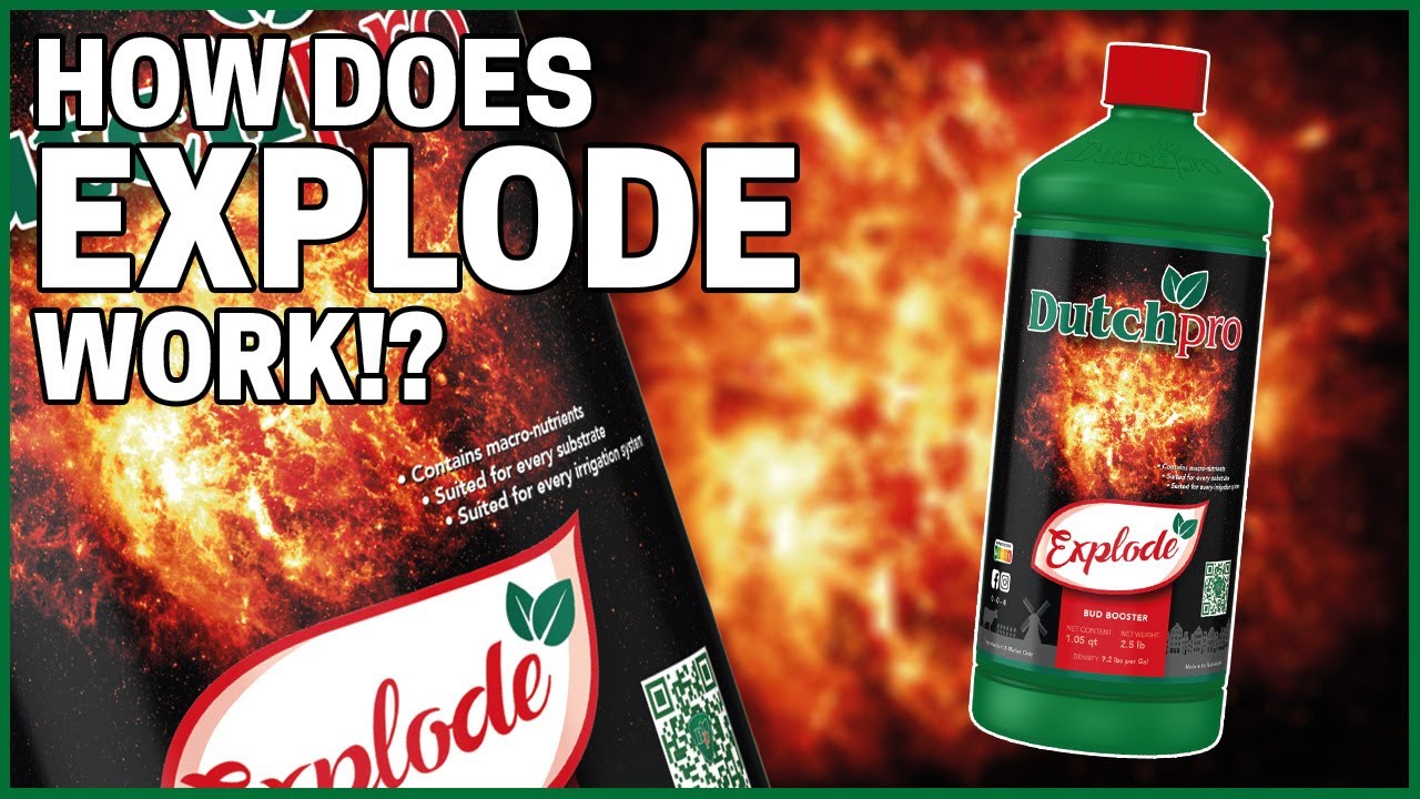 Explode Bud Booster : How it works - YouTube