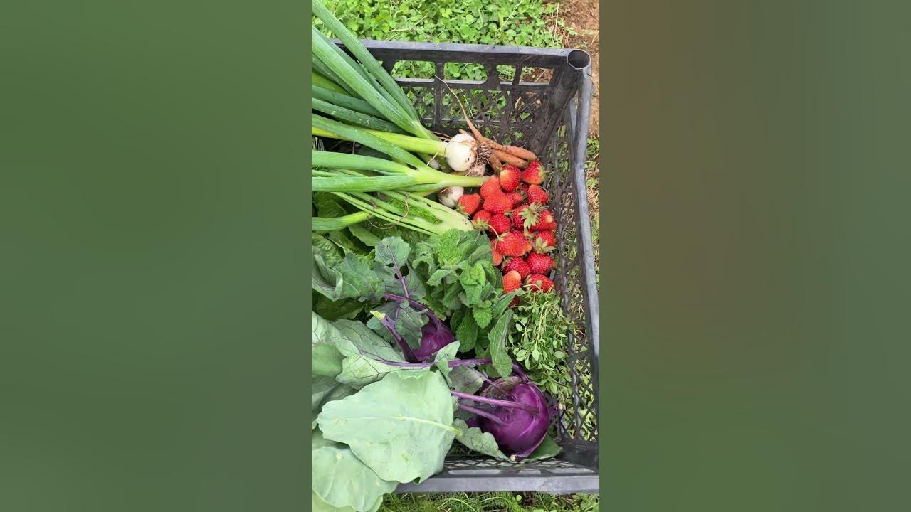 Od Sada nema Zaustavljanja. Svaki Dan Puna Korpa. #harvest #bašta #growyourownfood #prirodno # ...