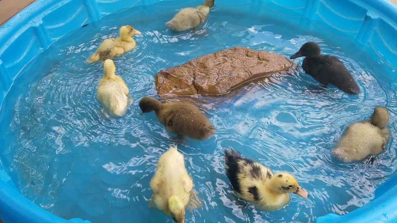 Ducks #2 2 week old ducks swimming. (Cayuga, ancona, blue swedish ...