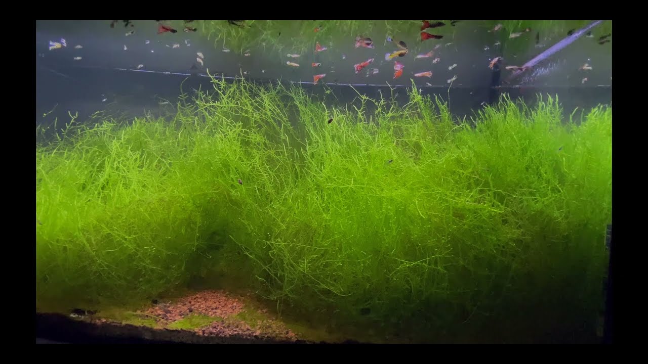 GUPPY AQUARIUM | My Guppy Fish Tank With Java Moss | 28.11.2022 - YouTube