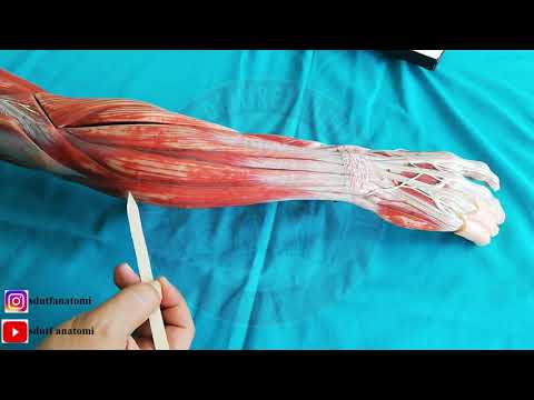 Ön Kol Arka Yüz (Extensor Grup) Kasları Laboratuvar ve Teorik Dersi