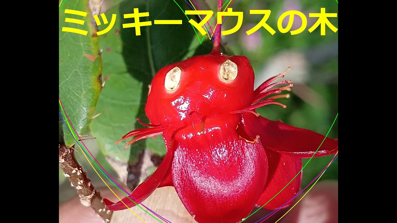 🌸沖縄.ミッキーマウスの木😍可愛い 🌸Okinawa.Mickey Mouse tree😍Cute Okinawa.Cây chuột ...