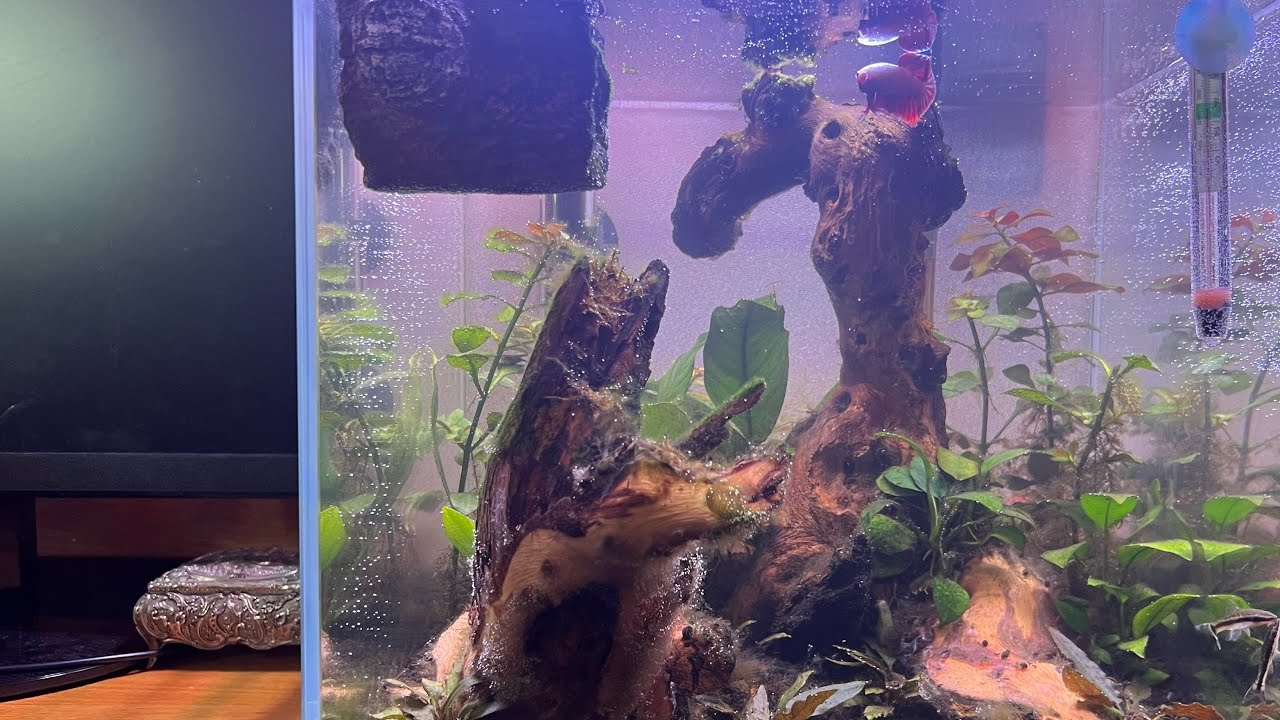 Yappin About My Fish Tank (For Emma; A Very Poorly Made Video) - YouTube