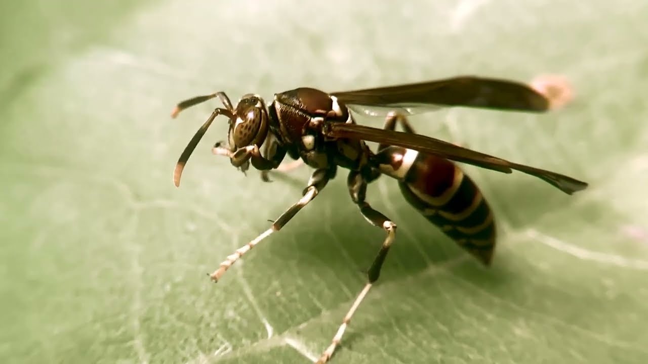 Guinea Paper Wasp (Polistes exclamans) Grooming - YouTube