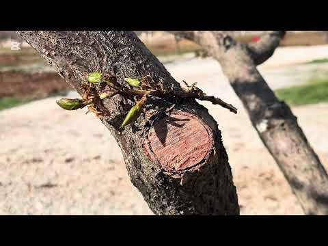 Nisan Donlarıdan Sonra Kayısı Ağaçlarımız | Our Apricot Trees After the April Frosts
