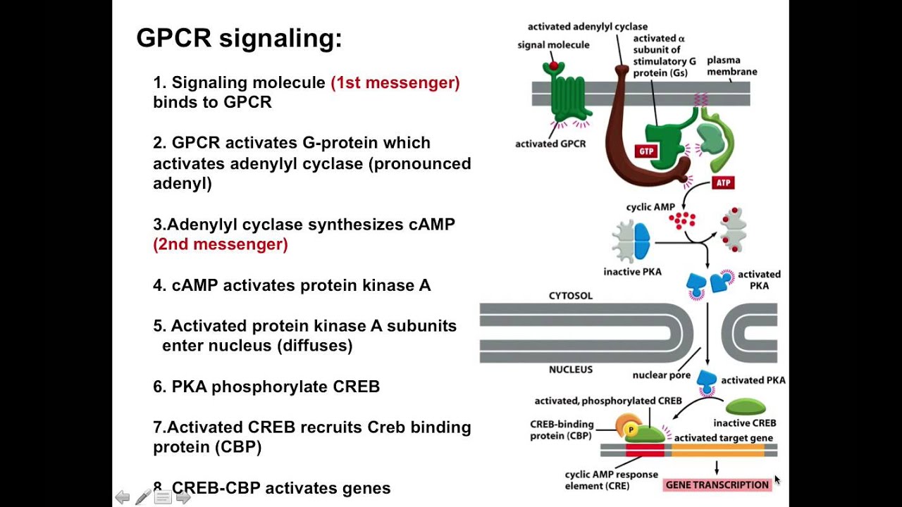 GPCR - YouTube