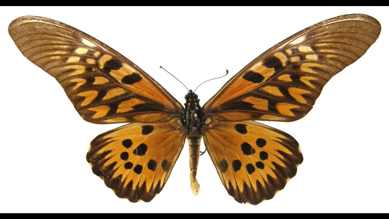 Giant African swallowtail unique | Do you know - YouTube