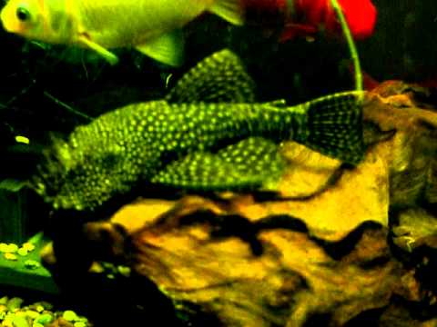 Bristlenose plecs living with cold water fish - YouTube