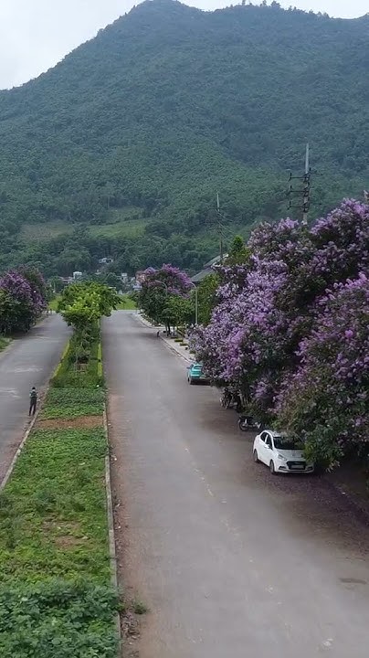 Hoa Bằng Lăng Purple Lagerstroemia Shorts Travel Youtube