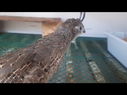 Mudança dos filhotes de Perdiz dá Califórnia de viveiro. - YouTube