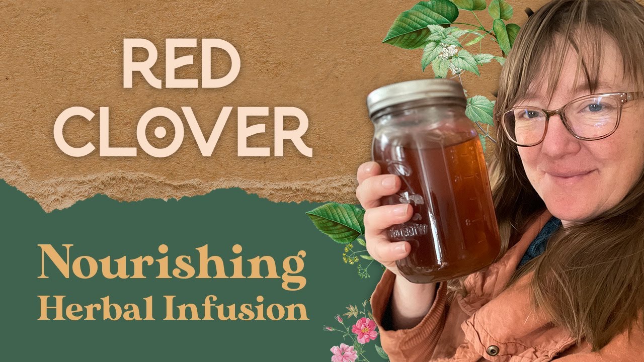 Red clover nourishing herbal infusion benefits - YouTube