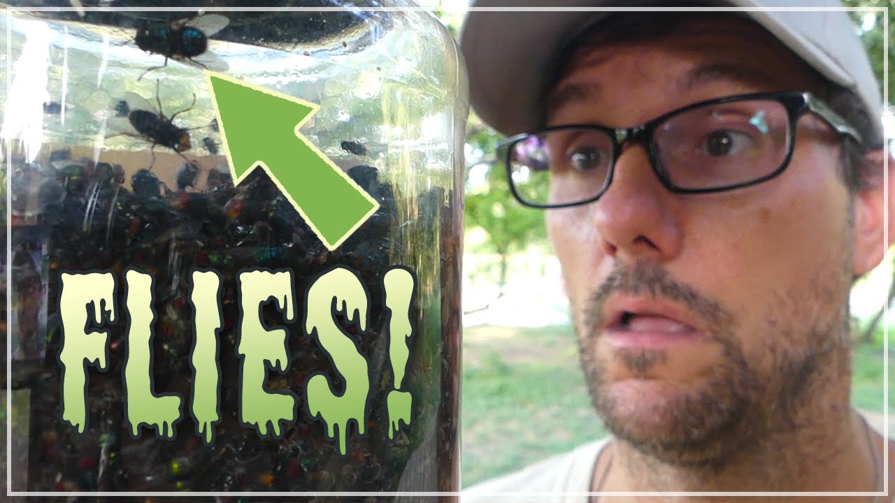FLIES! this fly trap works! - YouTube
