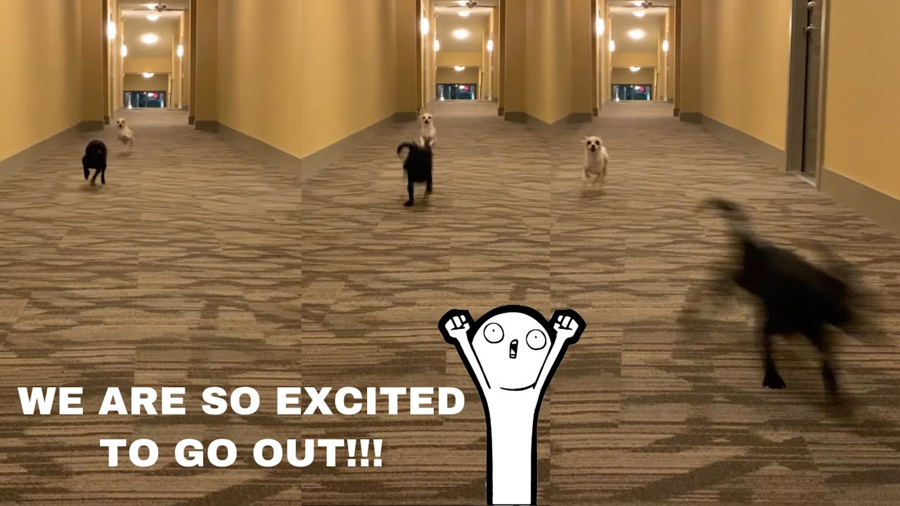 Funny Dogs So Excited To Go Out!!!!! - YouTube