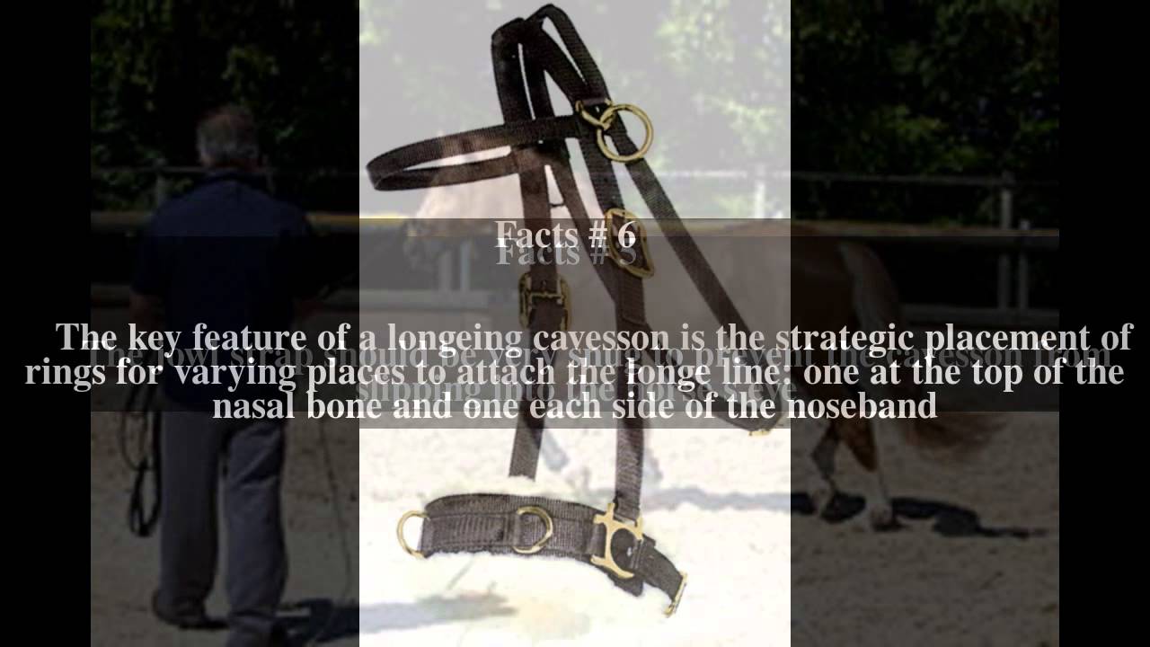 Longeing cavesson Top # 9 Facts - YouTube