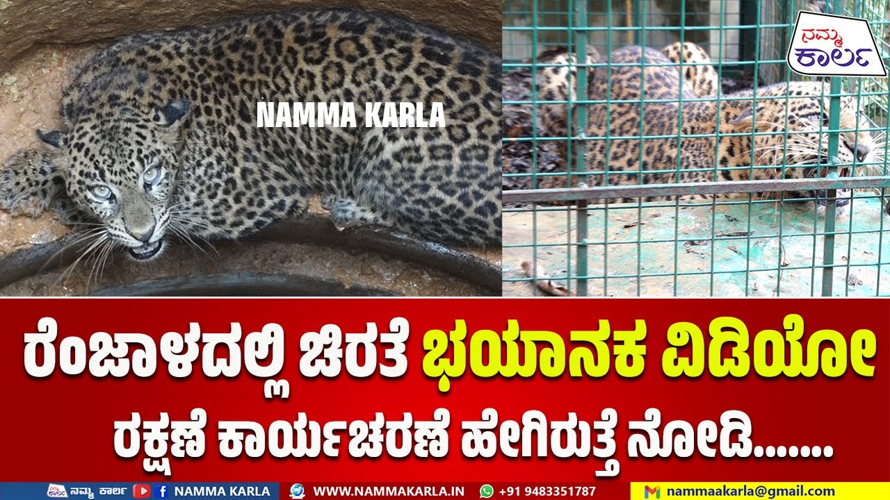 ರೆಂಜಾಳ: ಪೆರಲ್ದಬೆಟ್ಟು ಹೇಡ್ಮೆ ಪರಿಸರದಲ್ಲಿ ಬಾವಿಗೆ ಬಿದ್ದ ಚಿರತೆ | RENJALA ...