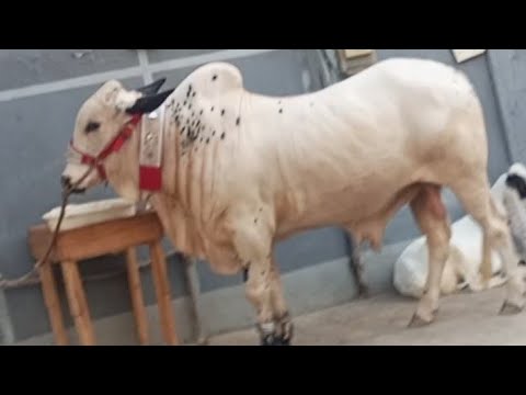 Hum gahy nani home 🏠cow 🐄 mashallah 🥰 brother and sister vlogs - YouTube