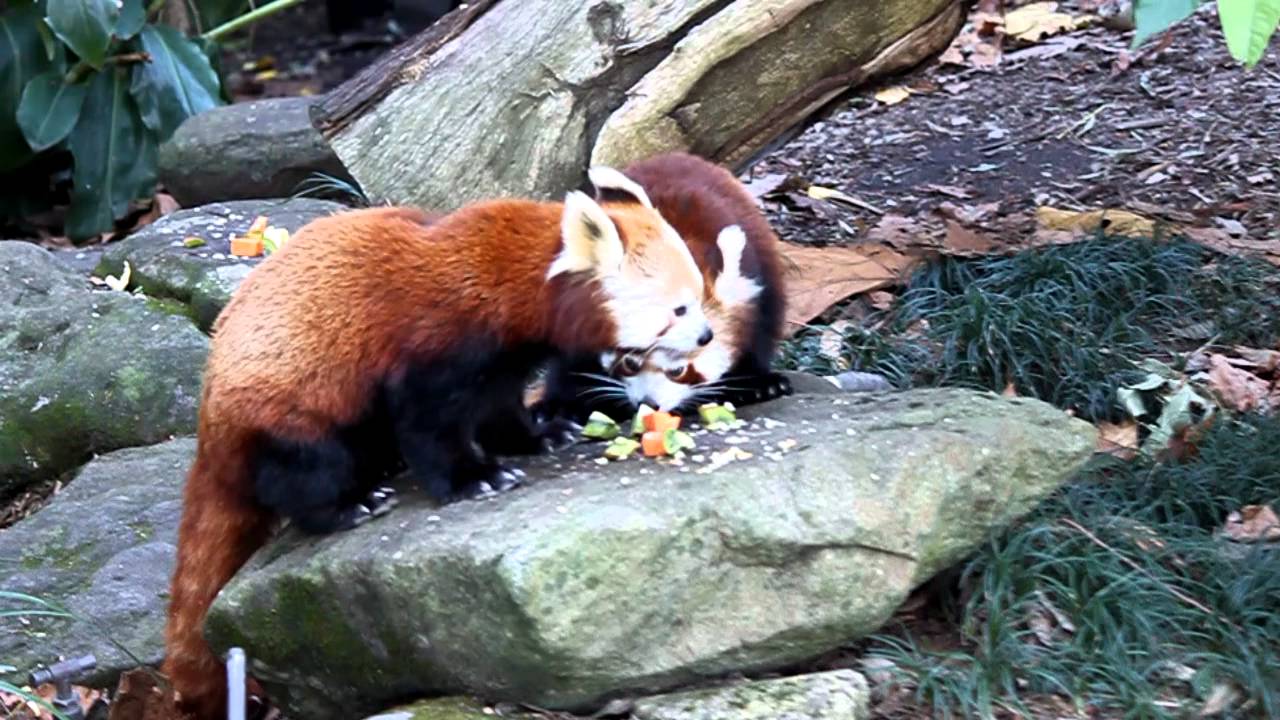Red Pandas at Taronga Zoo - YouTube