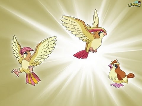Evolução Evolution Pidgey - Pidgeotto - Pidgeot (POKÉMON GO) . - YouTube