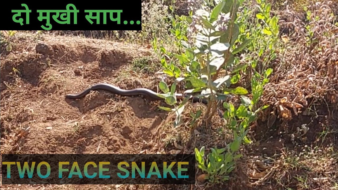 Two headed snake ! दो मुखी साप ! Mandul Snake ! Two Face Snake मिल गया ...