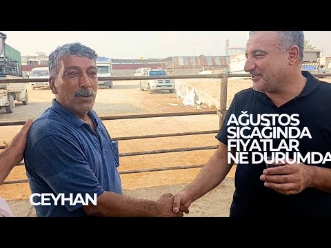 14 AĞUSTOS 2026 CEYHAN KÜÇÜKBAŞ HAYVAN PAZARI #kuzu #koyun #toklu #hayvanpazarı #kurbanlık#köyhayatı