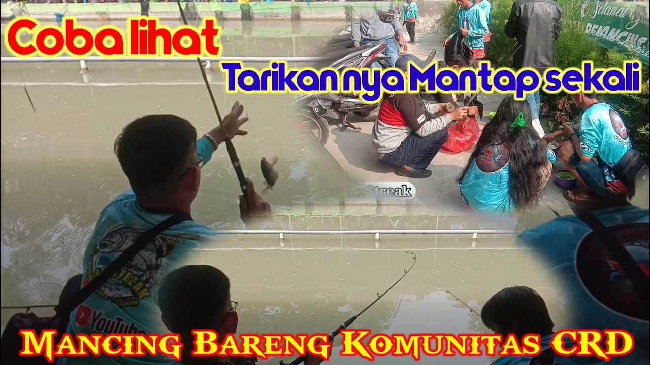 LOMBA MANCING IKAN MAS TERBARU || MANCING BARENG KOMUNITAS CRD ...
