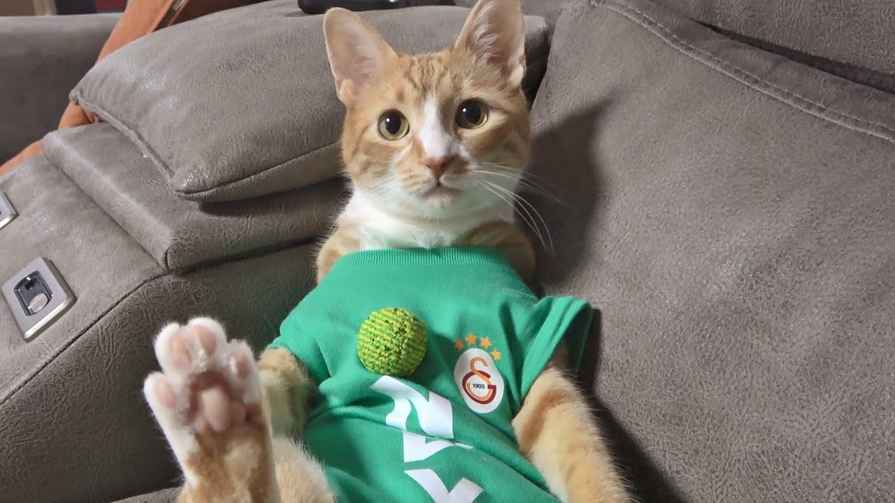 Goalkeeper Cat Gets Surprised with a GALATASARAY Jersey !! - YouTube