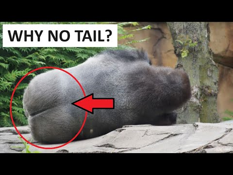 Does A Chimpanzee Have A Tail
