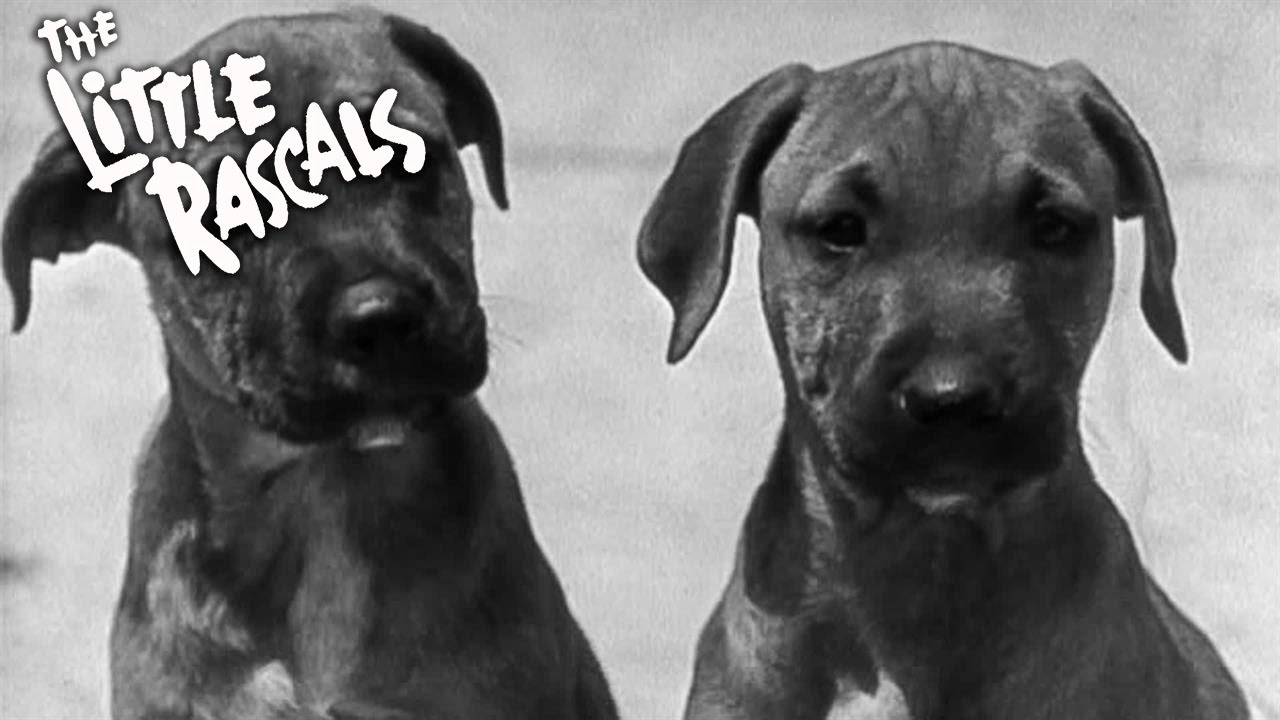 Pups Is Pups (1930) | Little Rascals Shorts | FULL EPISODE | Our Gang ...
